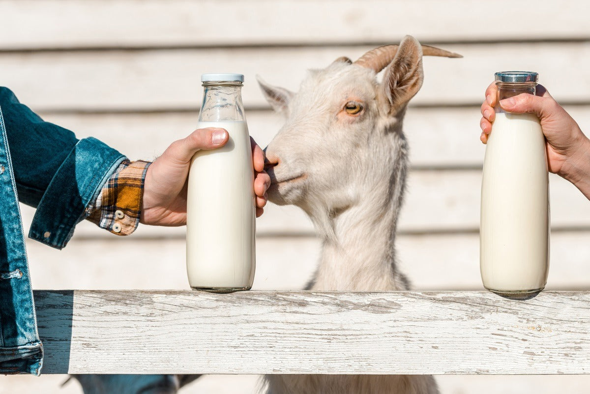 Lactoze Free Goat Milk – Gundelia.com